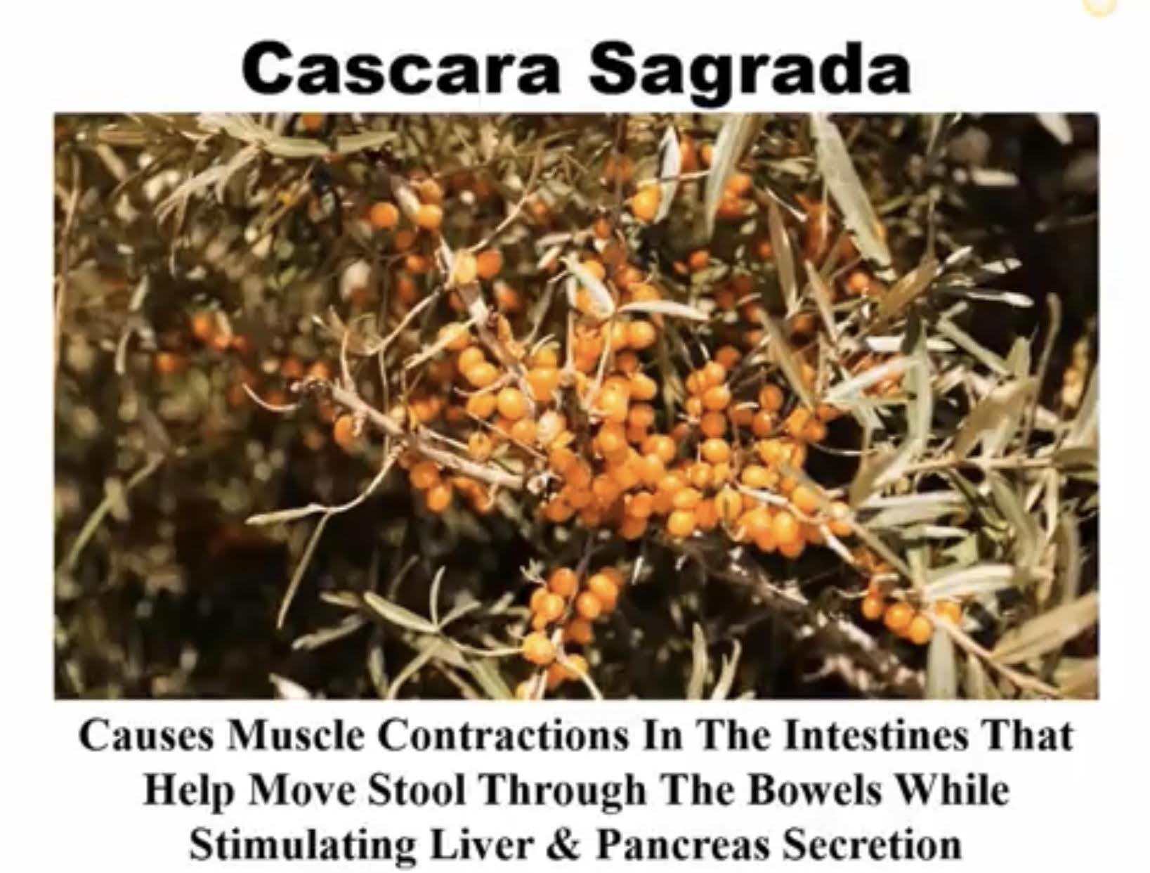 cascara sagrada and senna – Life Healing Herbs and Oils